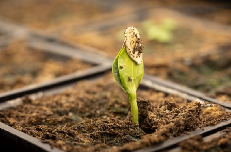 Tutorial How to Plant Squash Seeds - Enviro Care Central