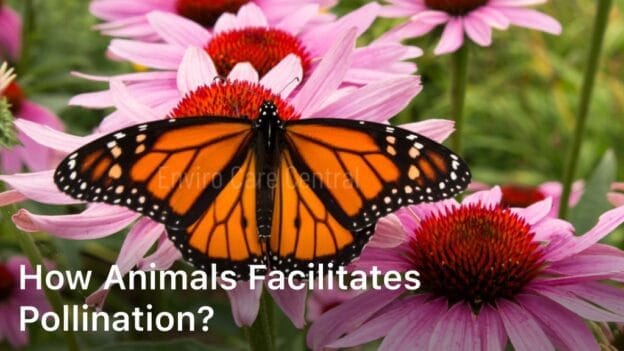 How Animals Facilitates Pollination? - Enviro Care Central
