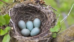 How do Plants and Animals Depend on Each Other - Enviro Care Central