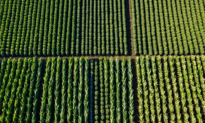 How Far Apart to Plant Corn? Our Gardening Guide